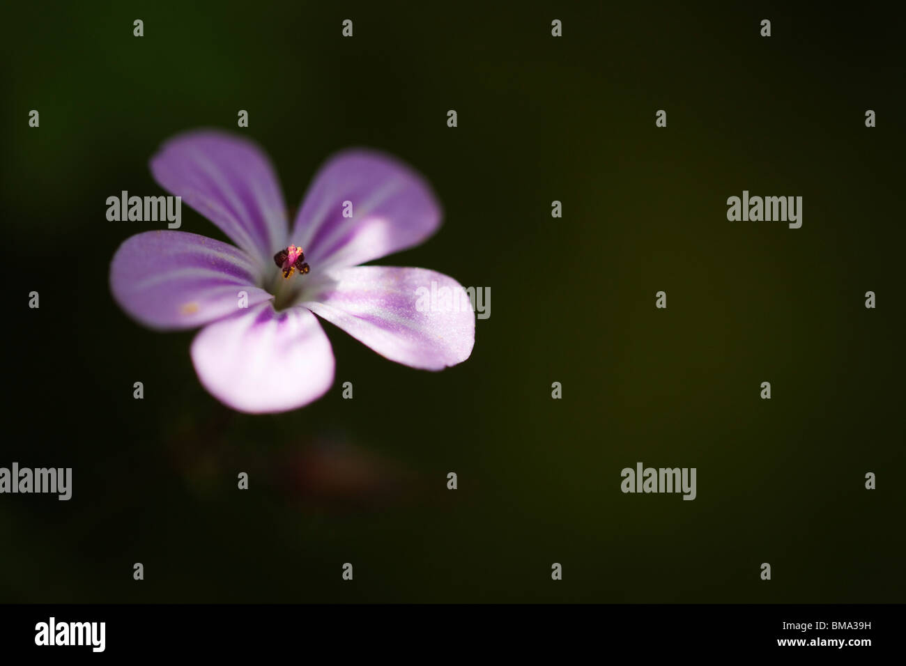 Individual pollen grains hi-res stock photography and images - Alamy