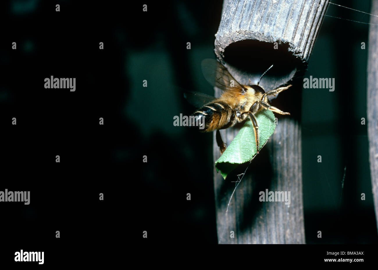 Leafcutter bee and flying hi-res stock photography and images - Alamy