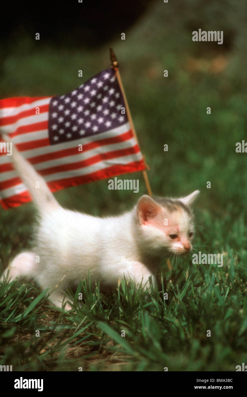 Kitten with USA flag Stock Photo - Alamy