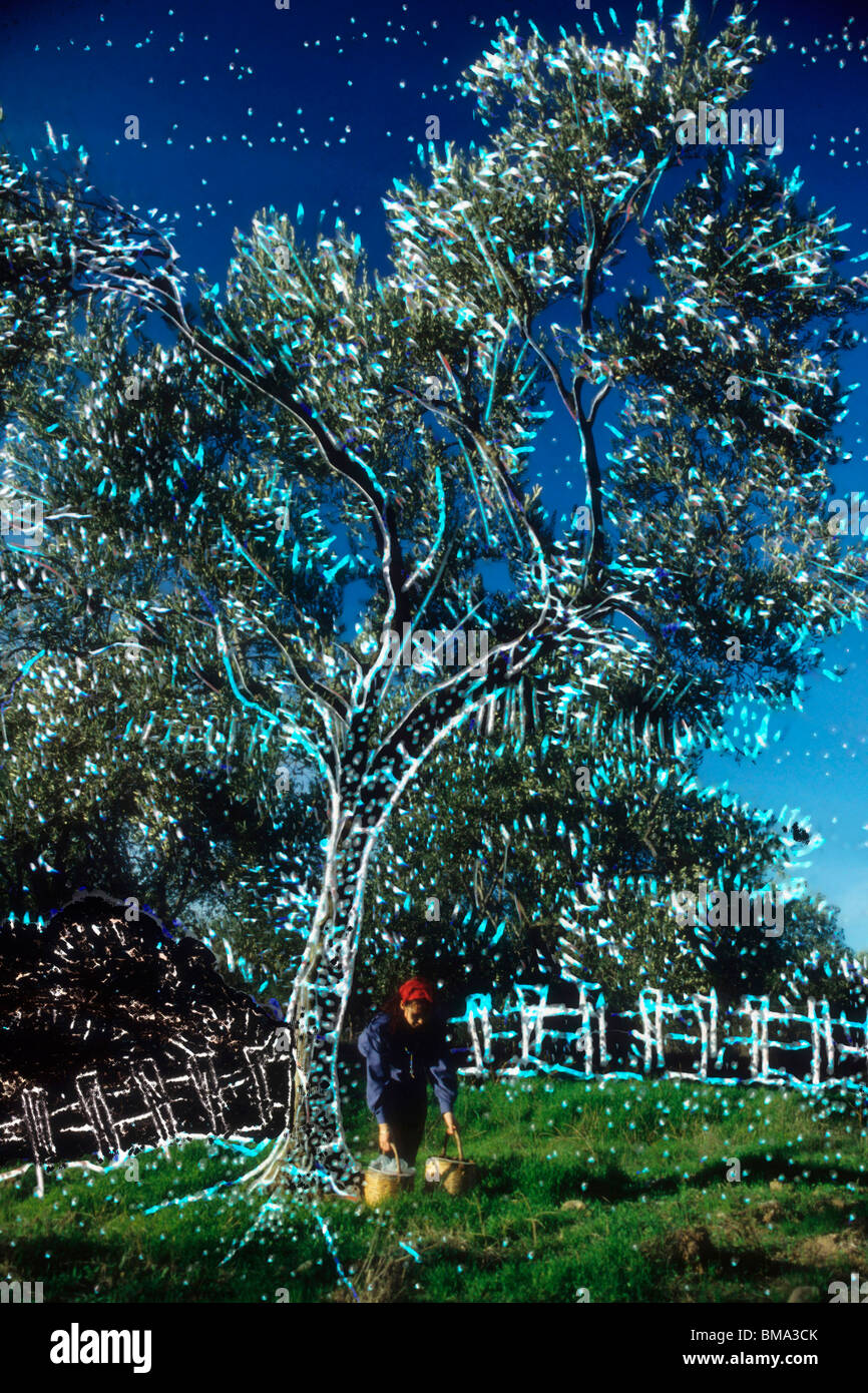 Woman under tree orchard farm hi-res stock photography and images - Alamy