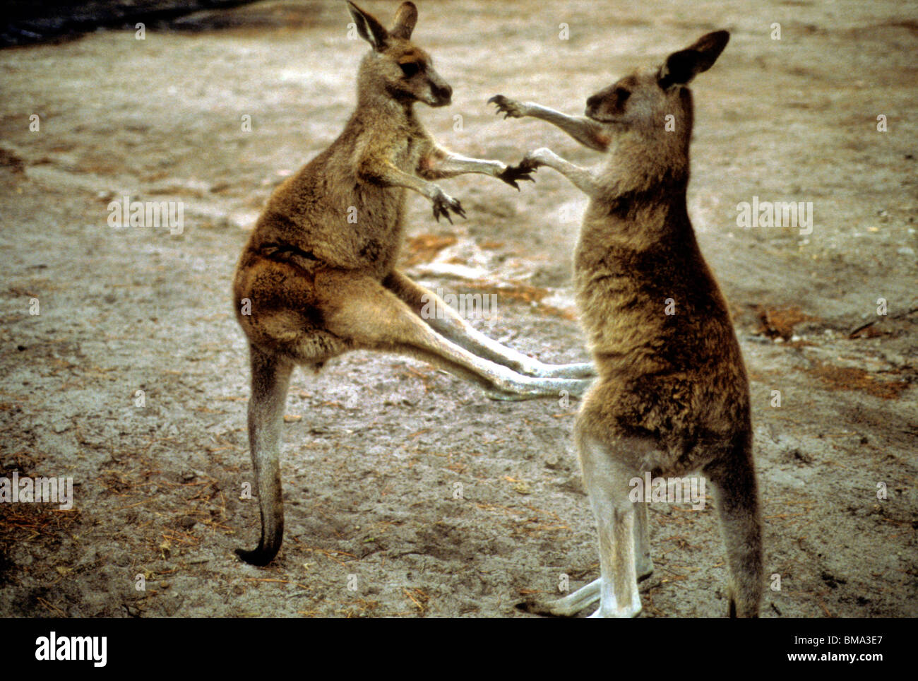 Western Grey Kangaroo (Macropus fuliginosus), fighting. Australia Stock ...