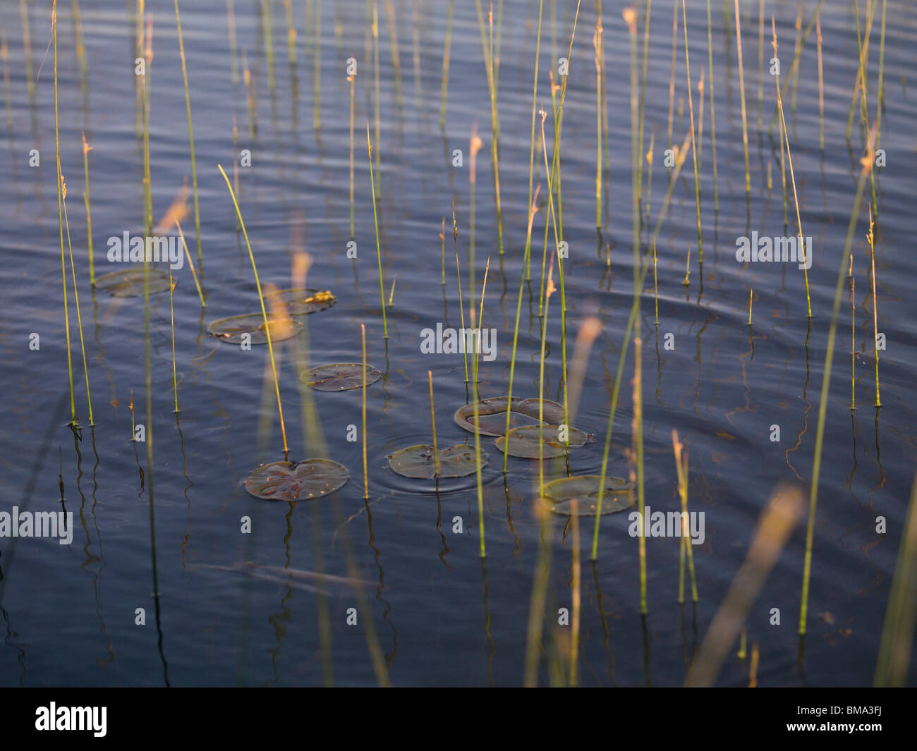 Hydrophytic plants hi-res stock photography and images - Alamy