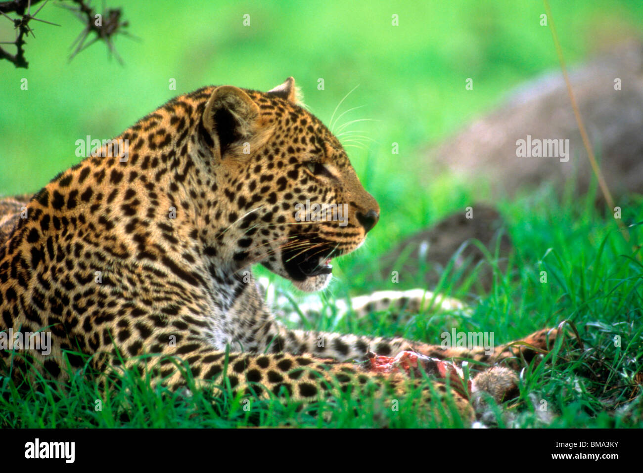 Wild african leopard eating meat hi-res stock photography and images ...