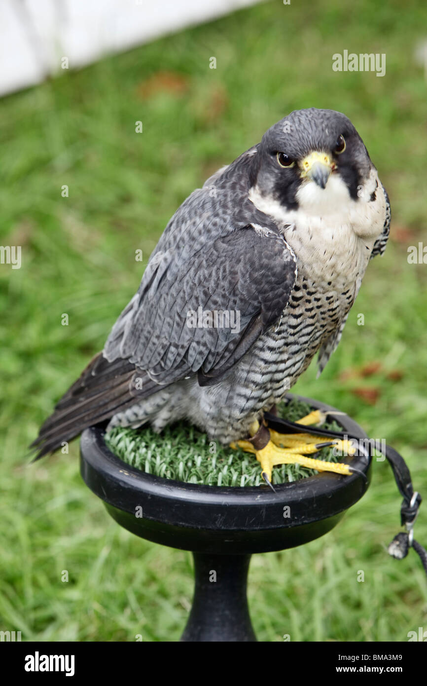 Team falcon hi-res stock photography and images - Alamy