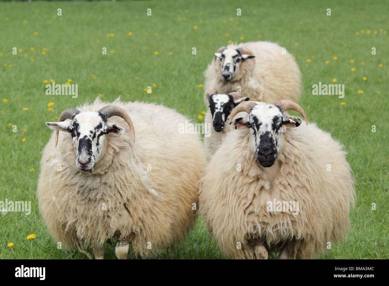 group of four sheep on a meadow Stock Photo - Alamy