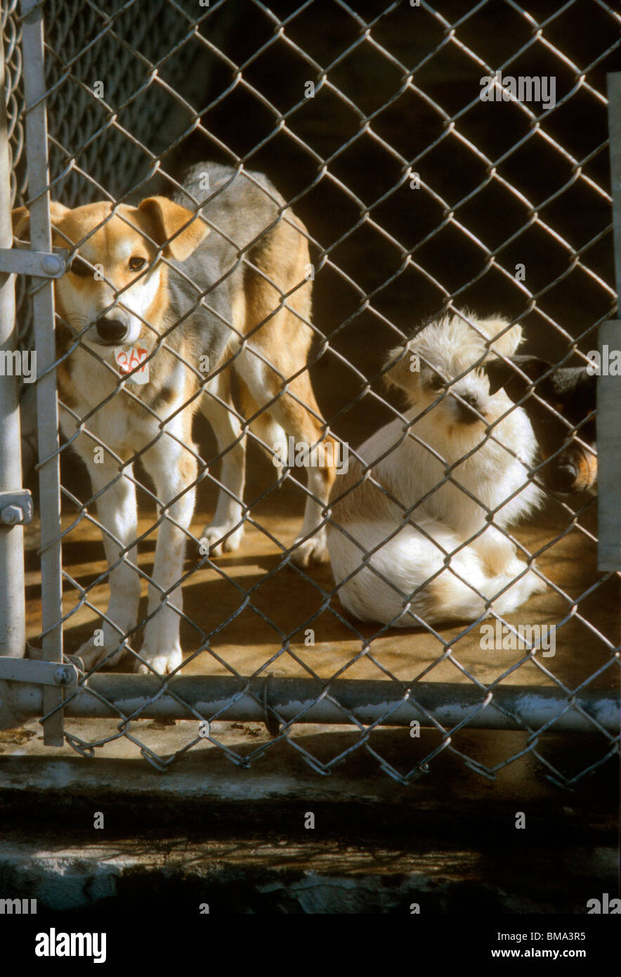 Dog pound hi-res stock photography and images - Alamy
