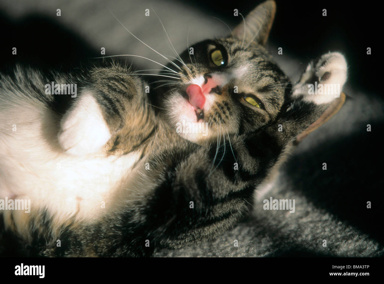 Cute house cat portrait Stock Photo - Alamy