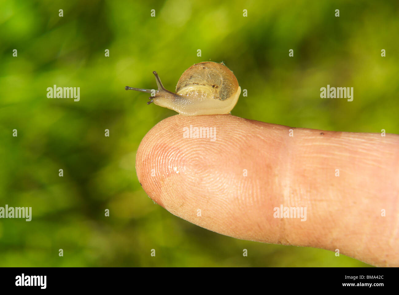 Little child Snail on finger close up Stock Photo - Alamy