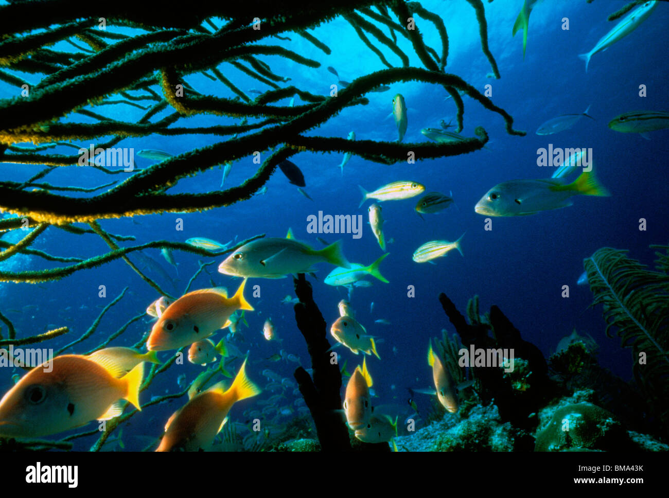 Shoals fish in water hi-res stock photography and images - Alamy
