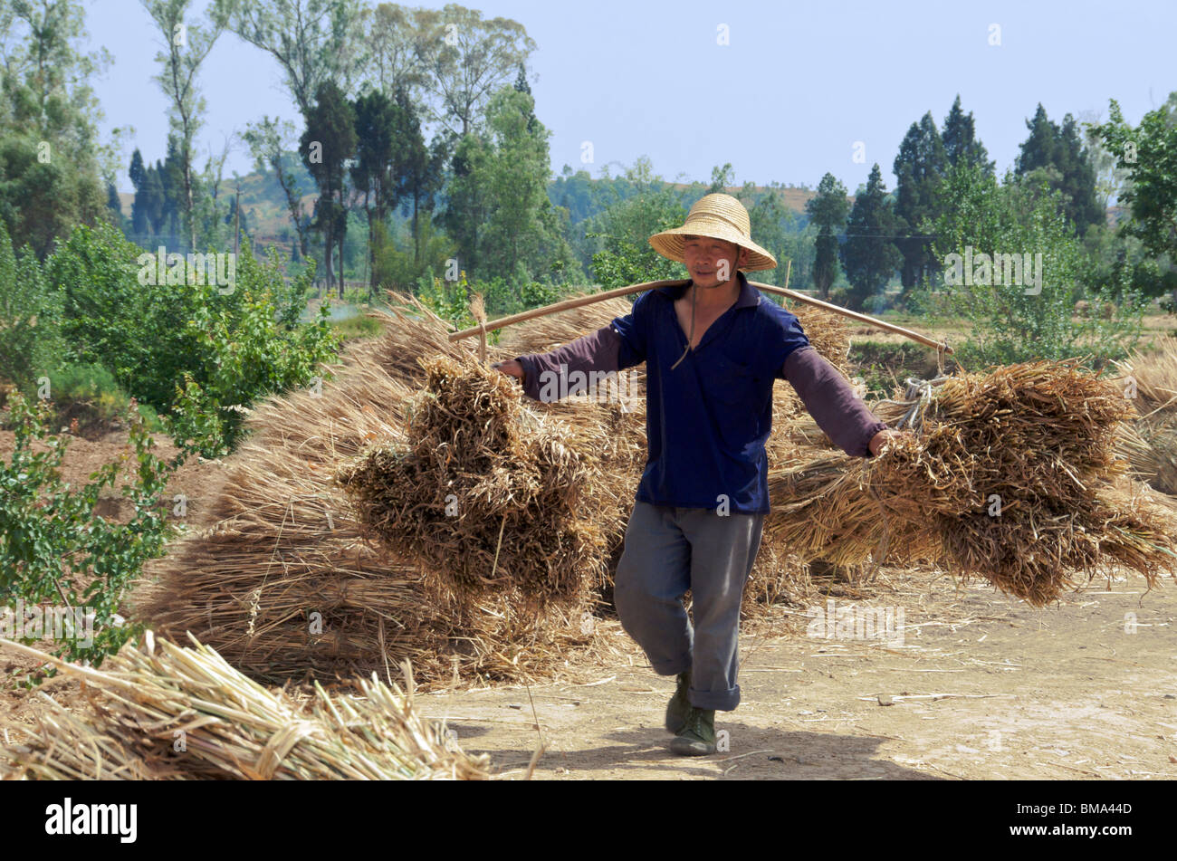 Asian farmer carrying crops on hi-res stock photography and images - Alamy