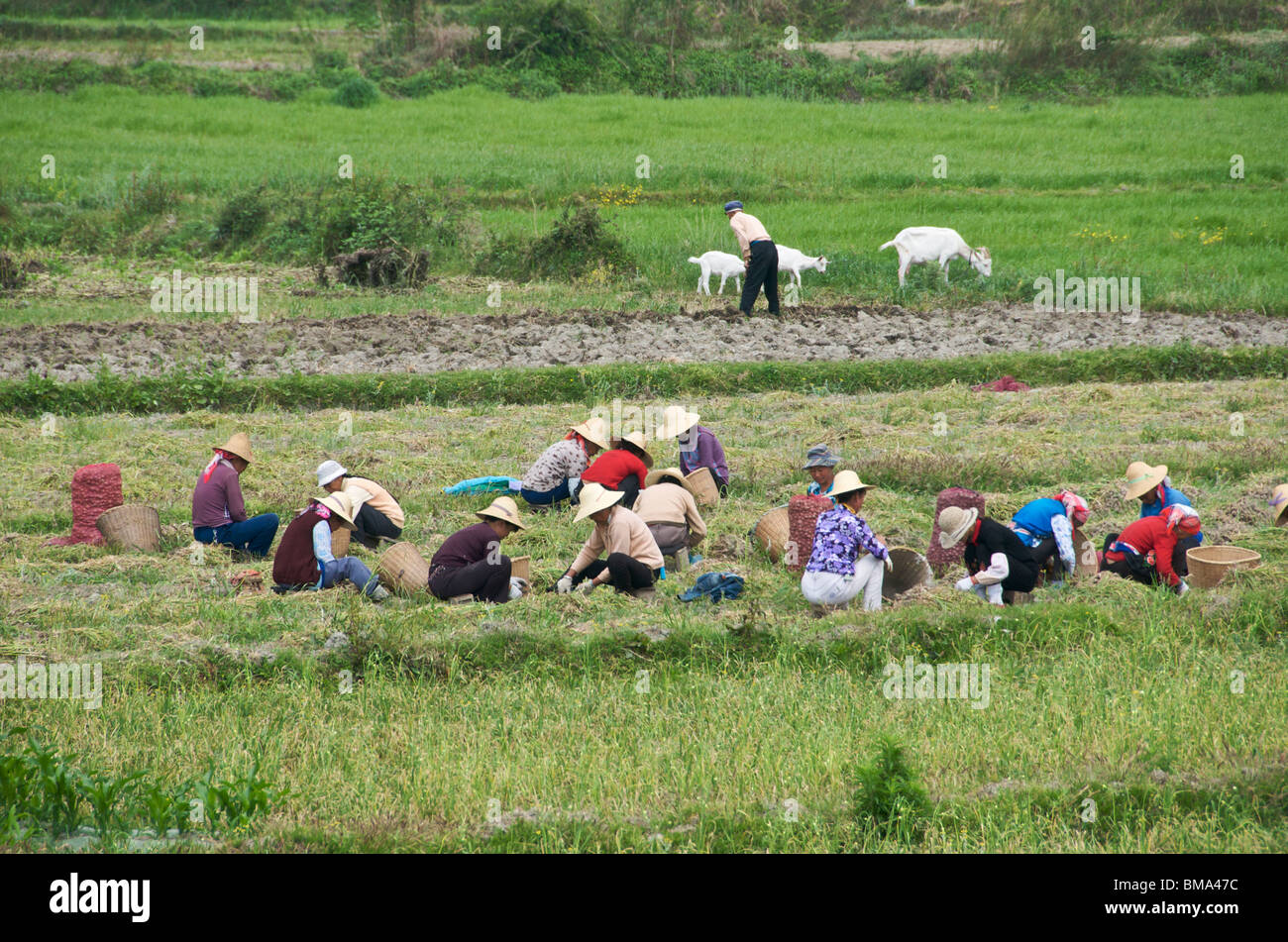 Women sorting crops in field Yunnan countryside China Stock Photo - Alamy