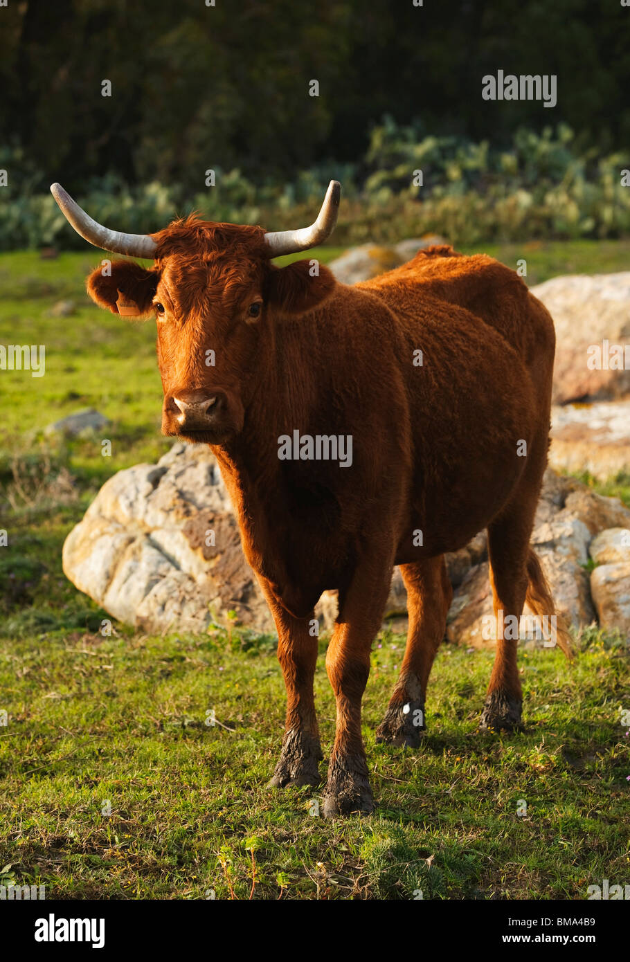 Cow full length hi-res stock photography and images - Alamy