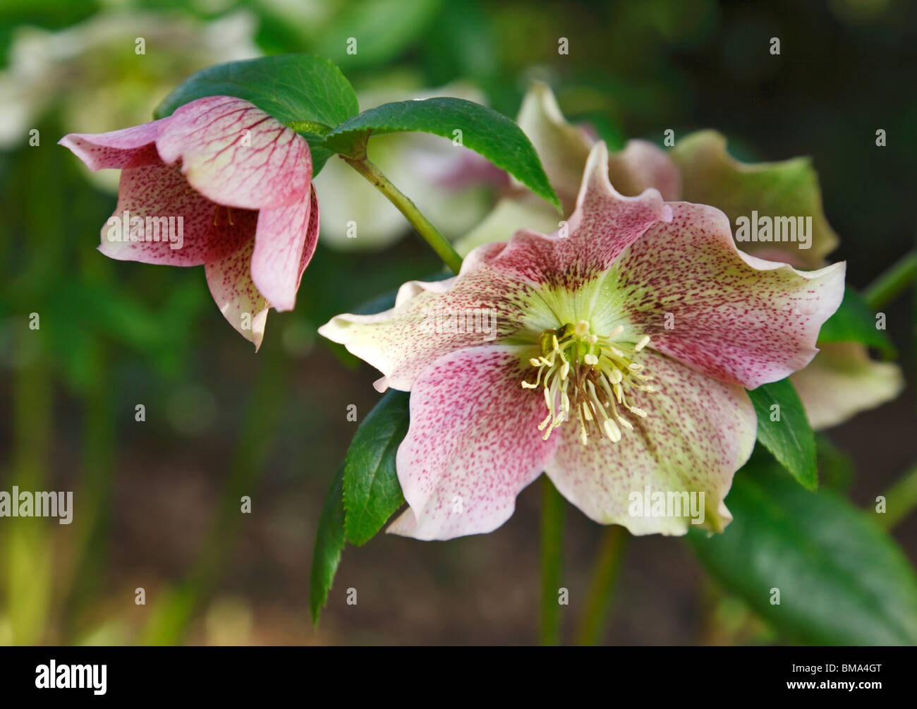 Evergreen perennial hi-res stock photography and images - Alamy