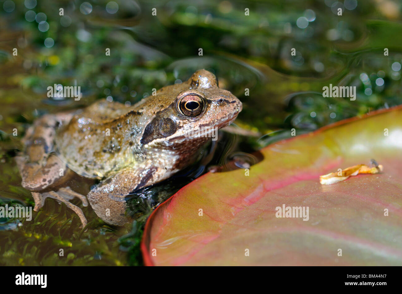 Adult Common Frog High Resolution Stock Photography and Images - Alamy
