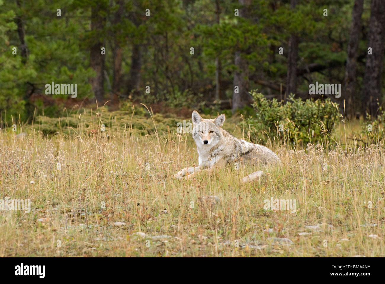 Coyote (Canis Latrans Stock Photo - Alamy