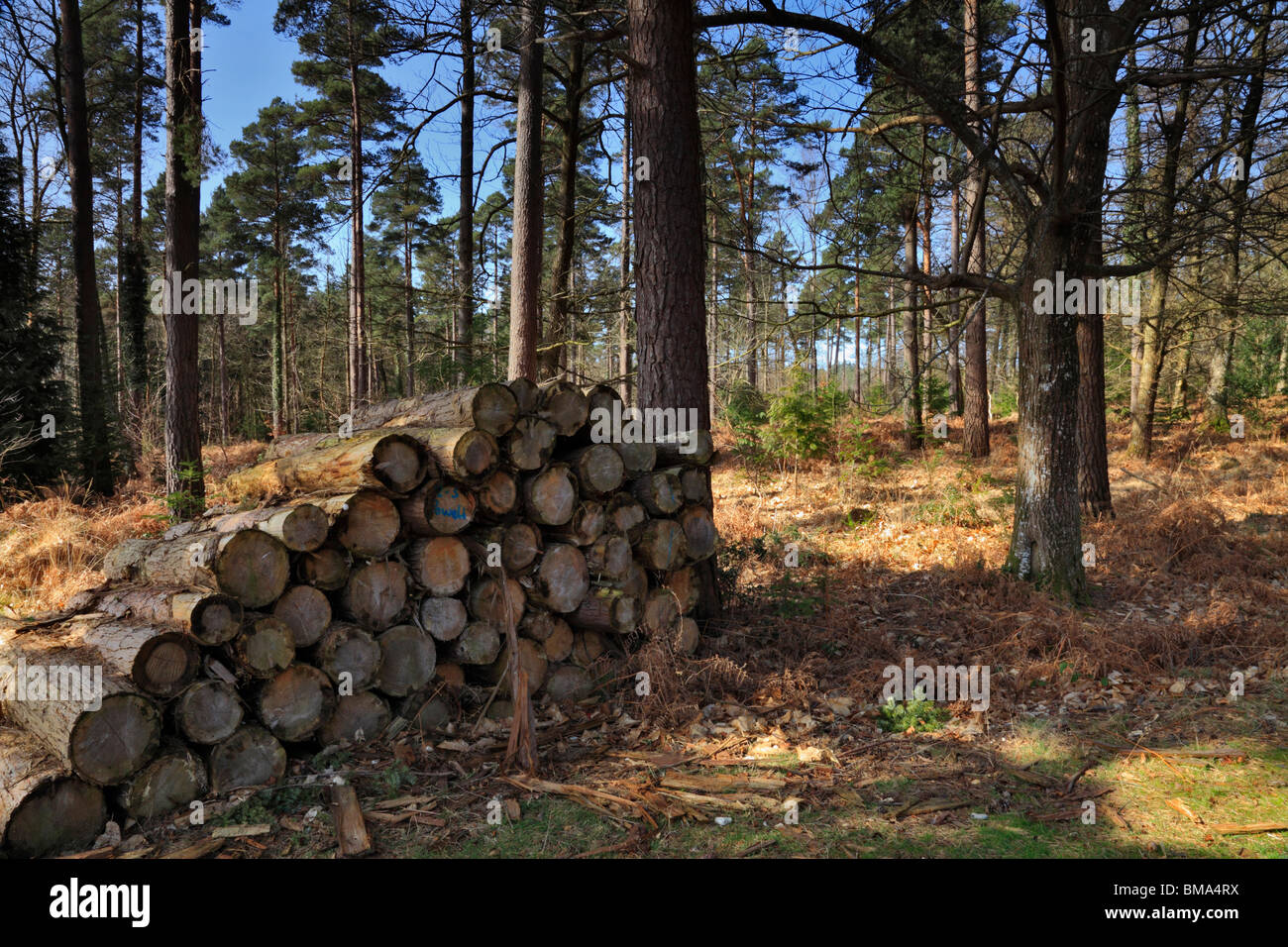 Timber stack, Holm Hill, New Forest, Hampshire Stacked tree trunks line ...