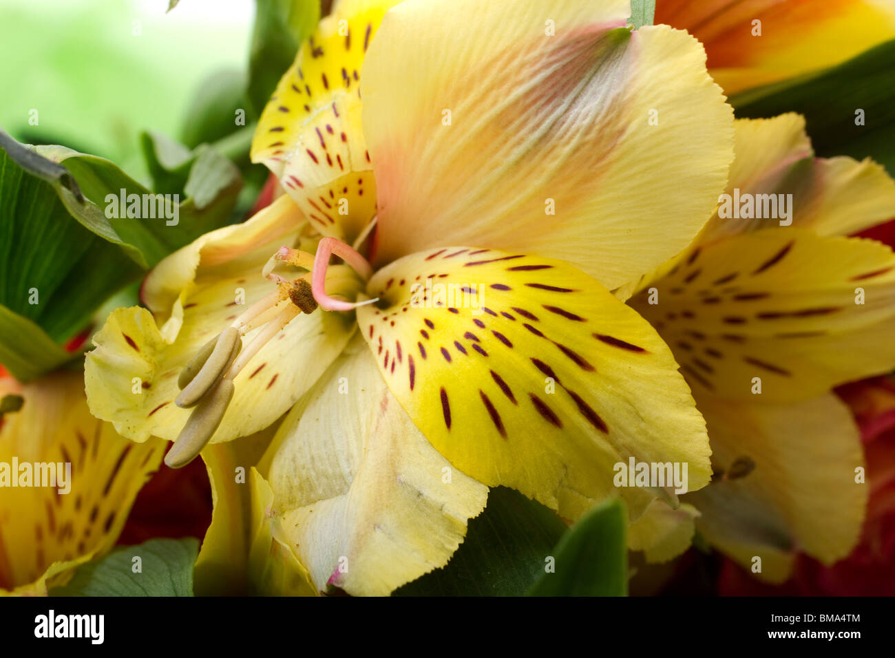 Yellow Lily Flower Stock Photo - Alamy