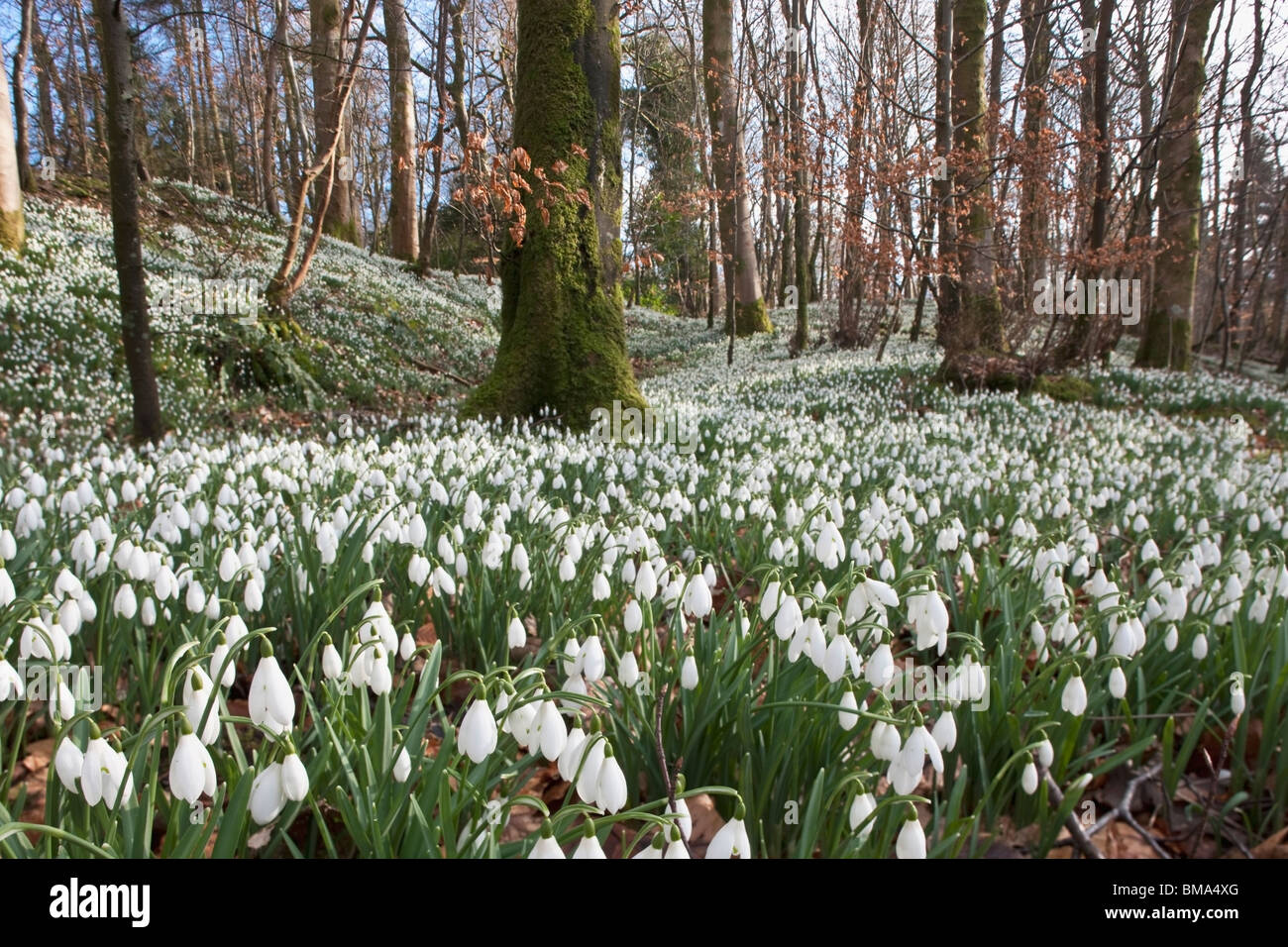 Snowdrops scotland hi-res stock photography and images - Alamy