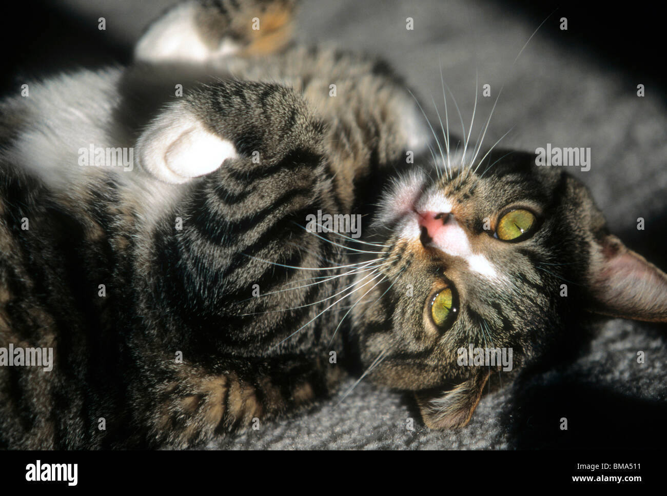Cute house cat portrait Stock Photo - Alamy
