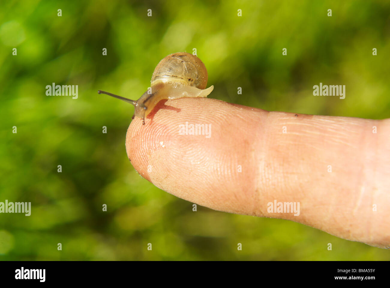 Little finger snail hi-res stock photography and images - Alamy