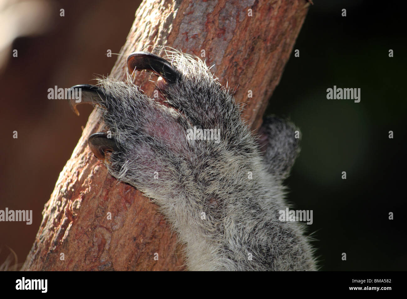 CLOSE UP OF A PAW OF A KOALA BEAR HORIZONTAL BDB11495 Stock Photo - Alamy