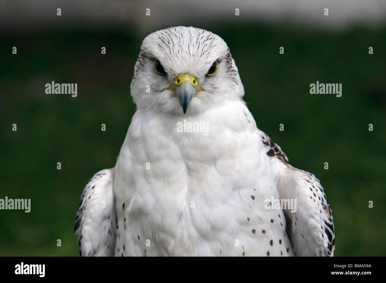 Falcon hybrid hi-res stock photography and images - Alamy