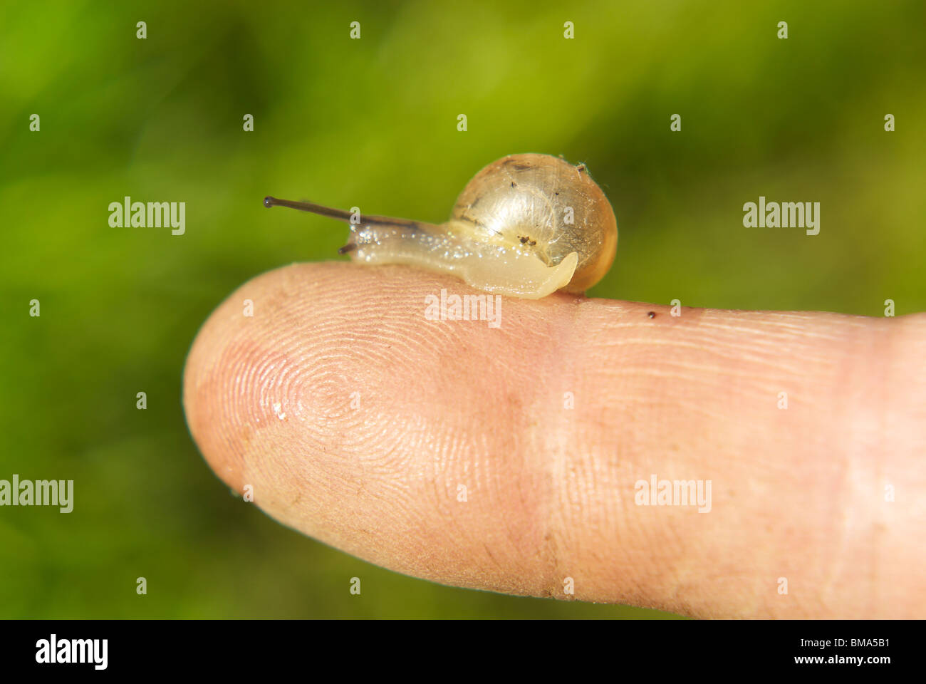 Little finger snail hi-res stock photography and images - Alamy