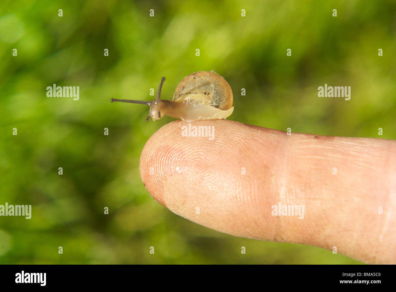 Little child Snail on finger close up Stock Photo - Alamy
