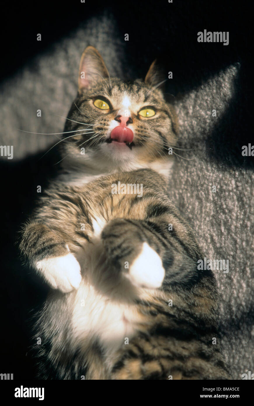 Cute house cat portrait Stock Photo - Alamy