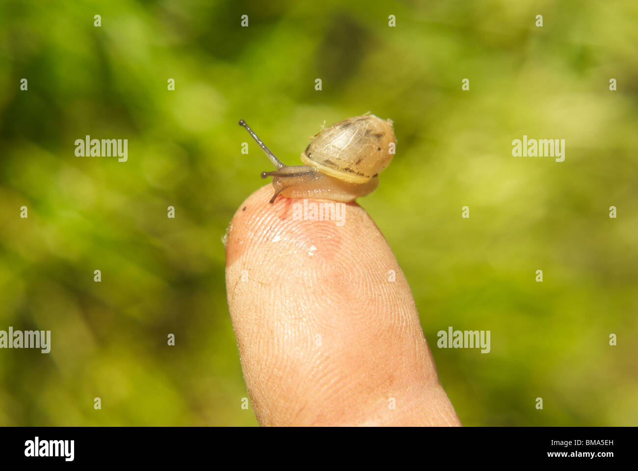 Little child Snail on finger close up Stock Photo - Alamy