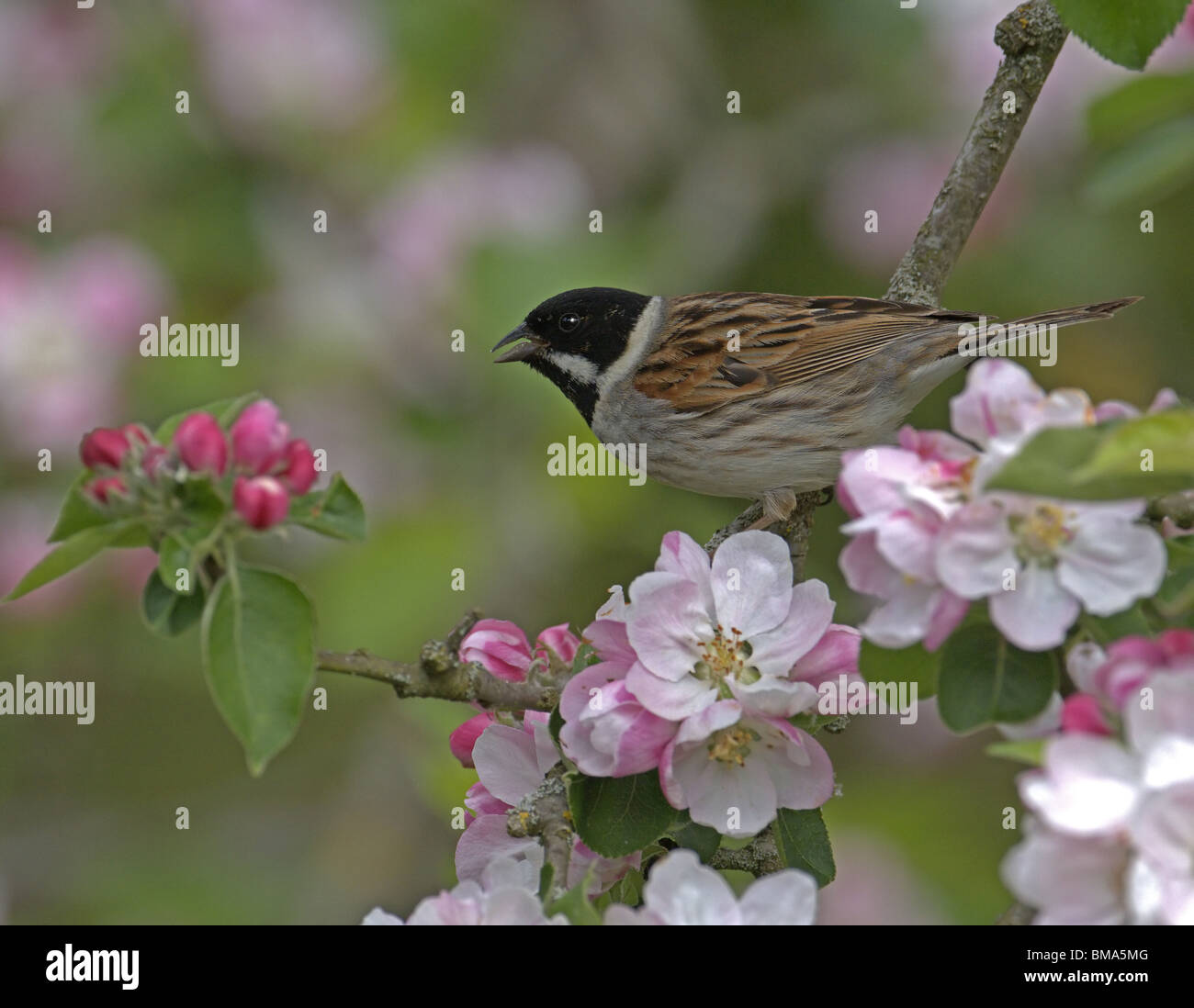 MALE REED BUNTING Emberiza, schoeniclus, IN APPLE BLOSSOM UK Stock ...