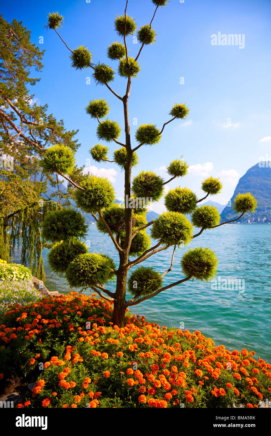 Decorative garden tree hi-res stock photography and images - Alamy