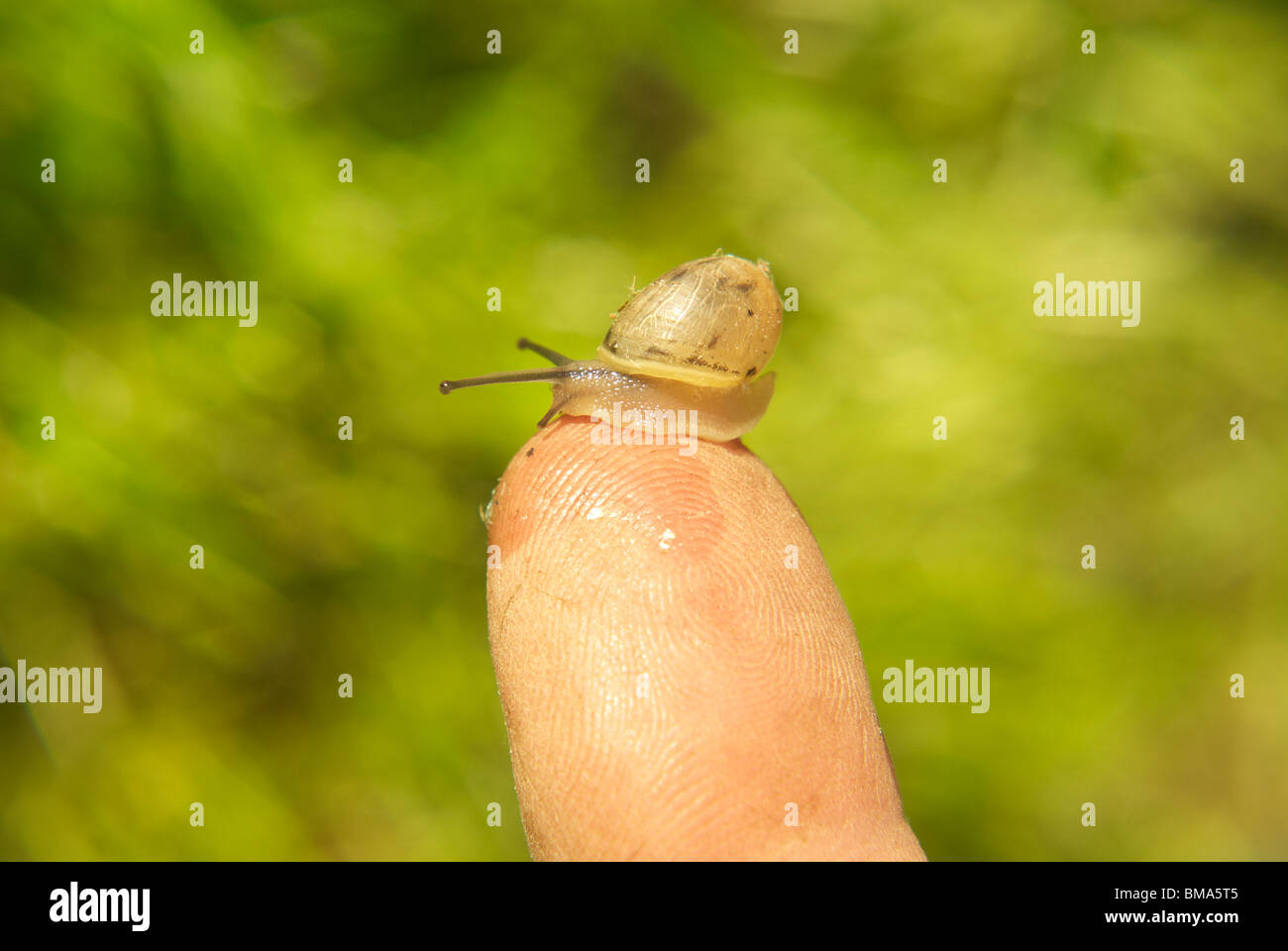 Little child Snail on finger close up Stock Photo - Alamy