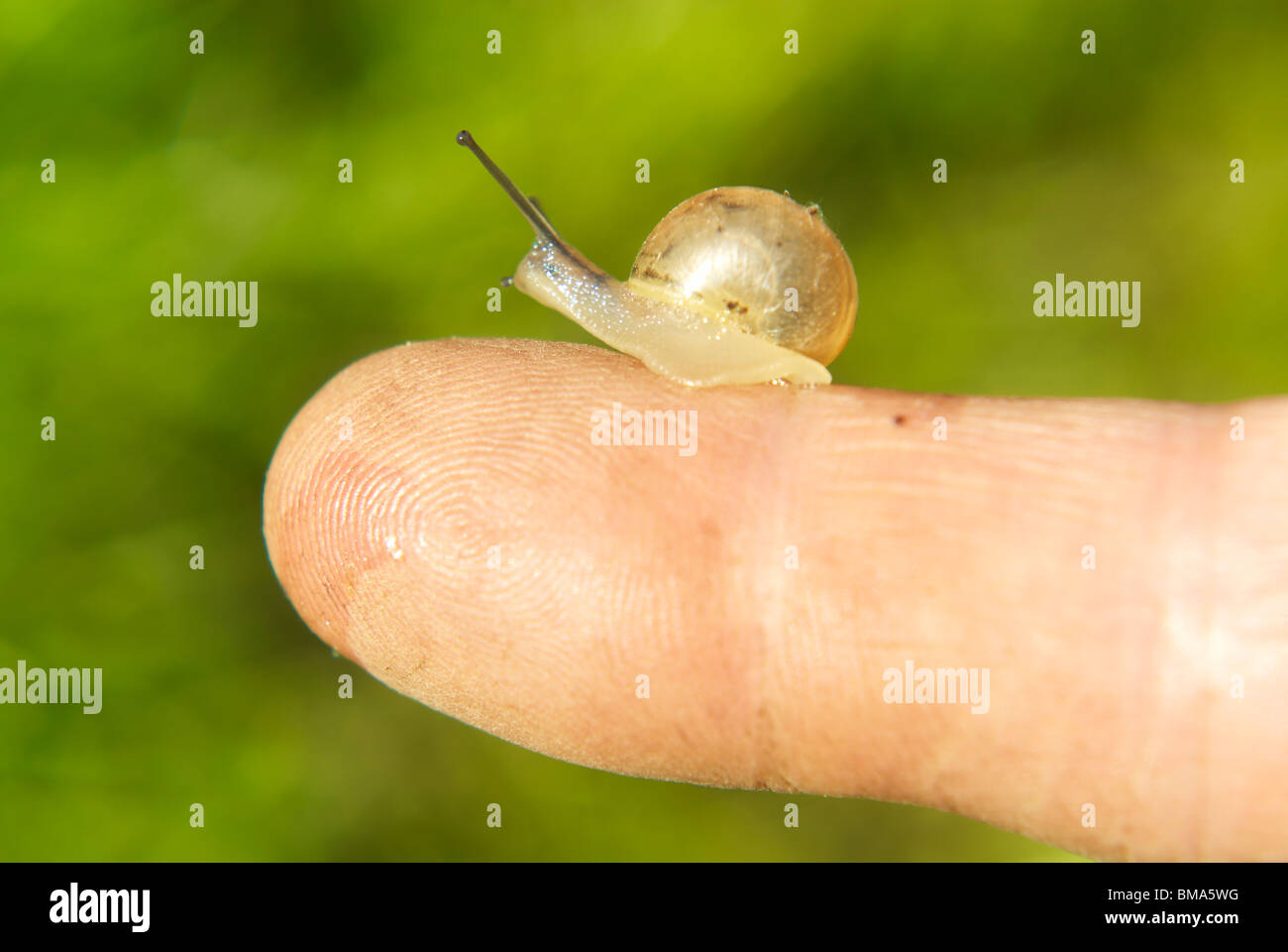 Little child Snail on finger close up Stock Photo - Alamy