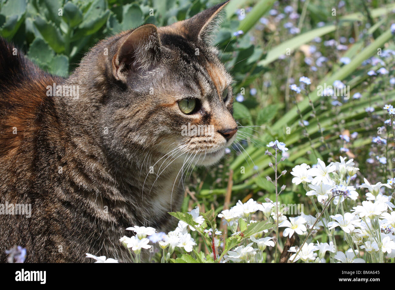 Portrait of a tabby cat Stock Photo - Alamy