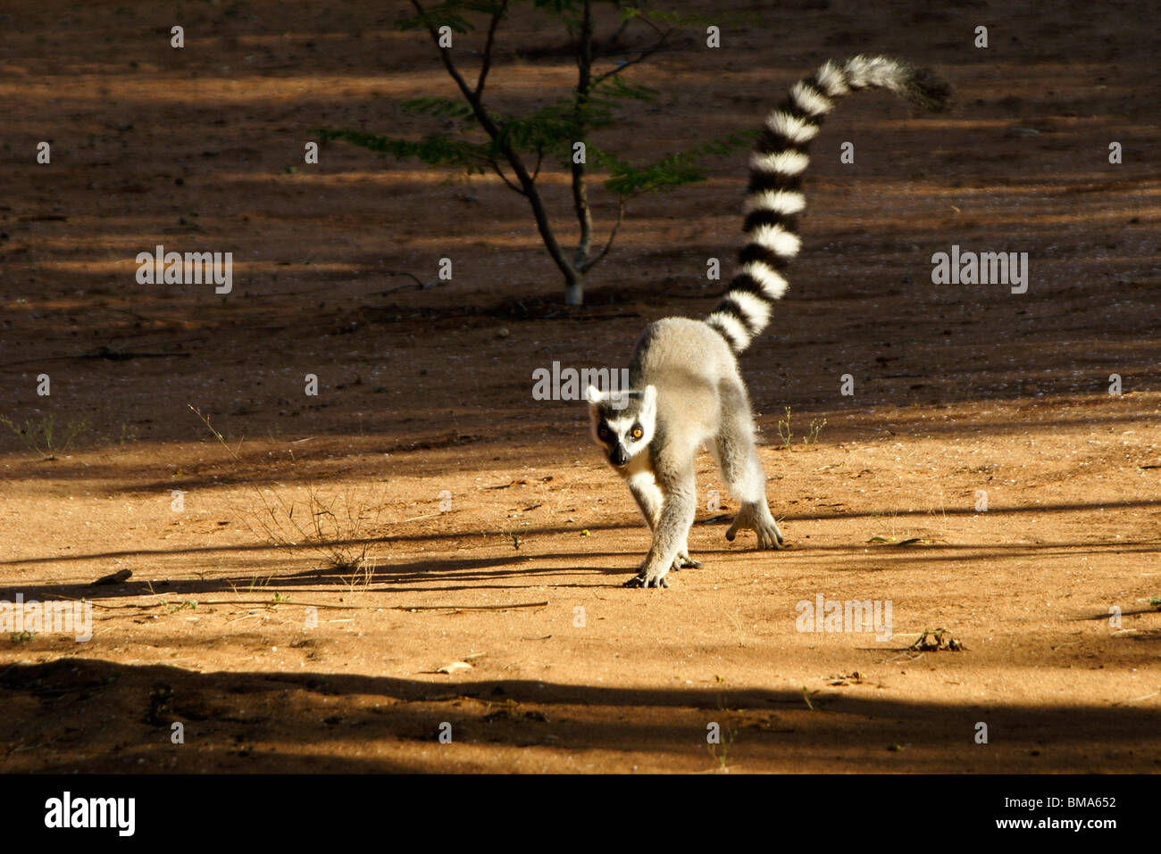 Ring-tailed lemur, Madagascar Stock Photo - Alamy