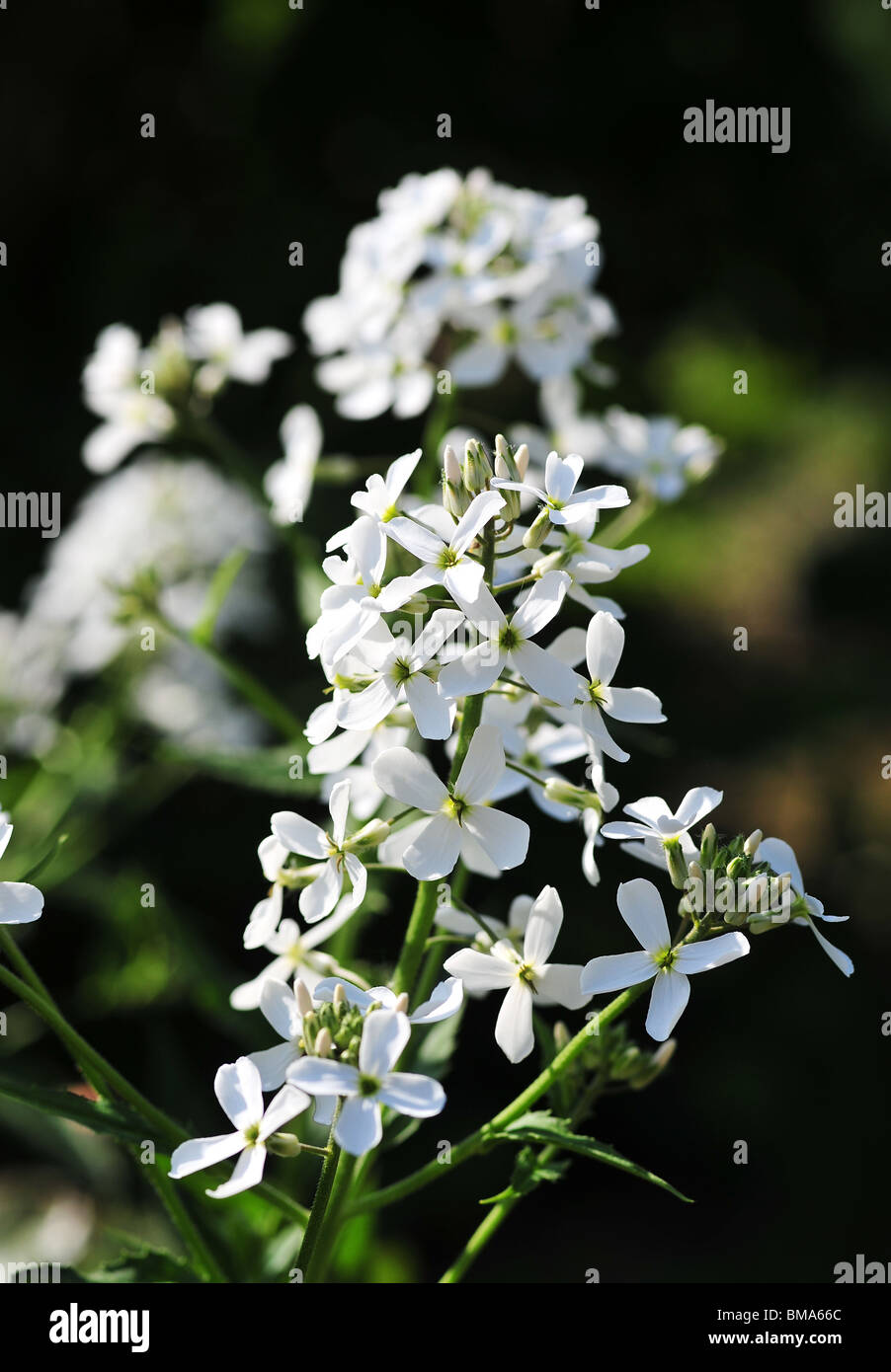 Botanical Name: Jasminum Officinale Common Jasmine or Poet's Jasmine ...