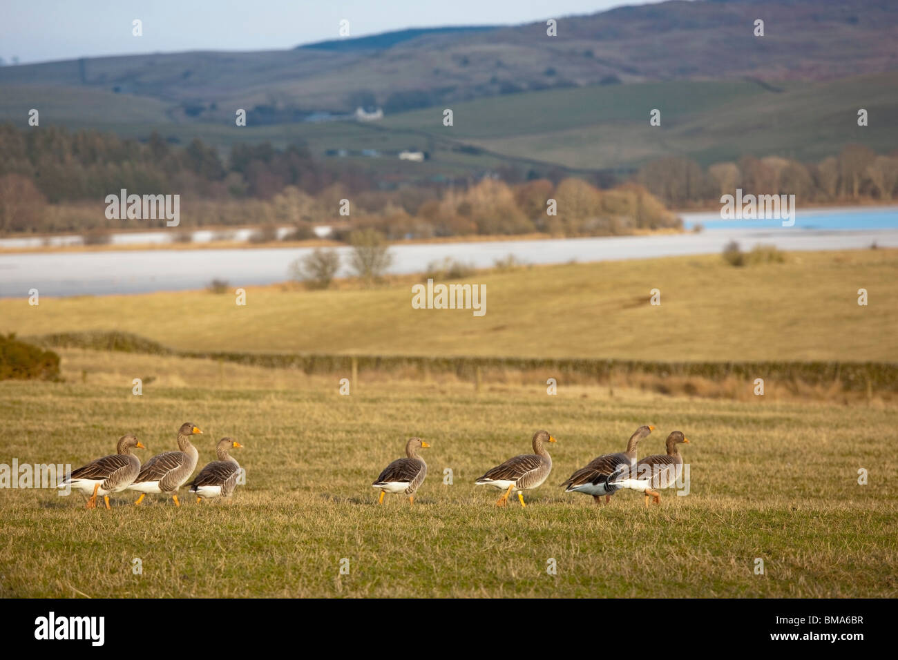 Scotland ducks hi-res stock photography and images - Alamy