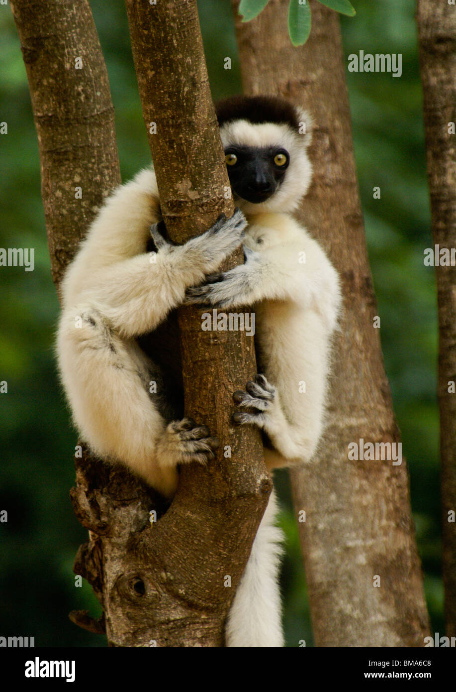 Verreaux's sifaka, Madagascar Stock Photo - Alamy
