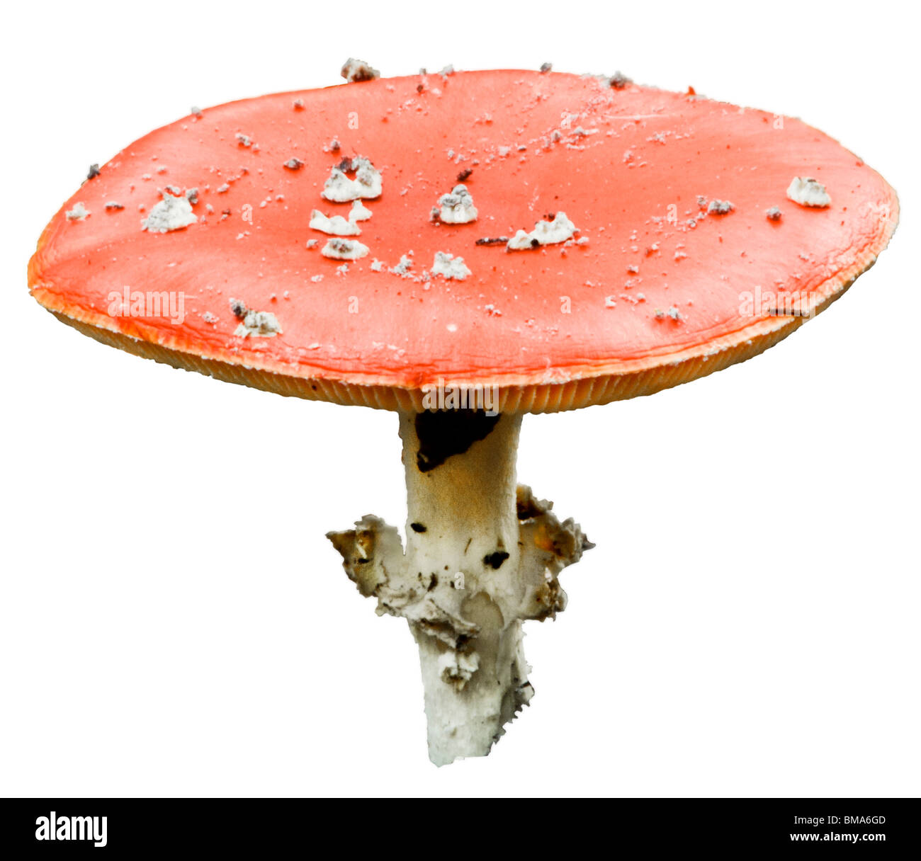 Fly agaric inedible food Cut Out Stock Images & Pictures - Alamy