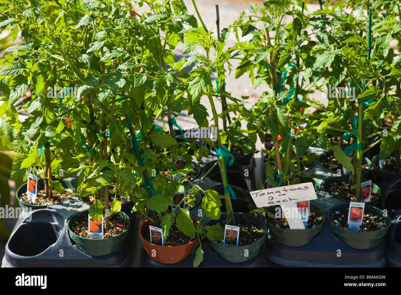 Tomato plants in nursery, Palm Beach, Florida Stock Photo - Alamy