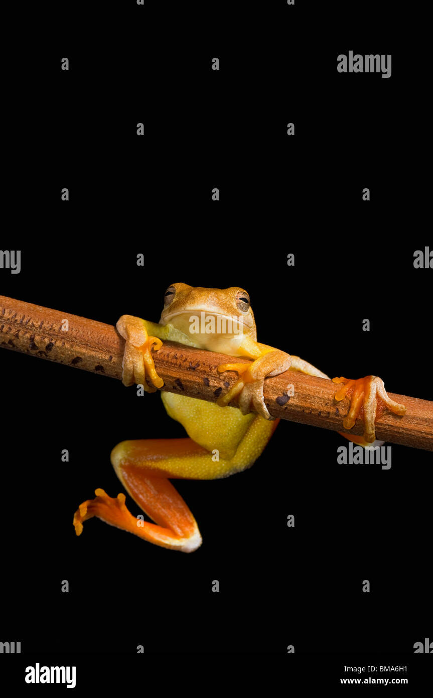 Leytensis hi-res stock photography and images - Alamy