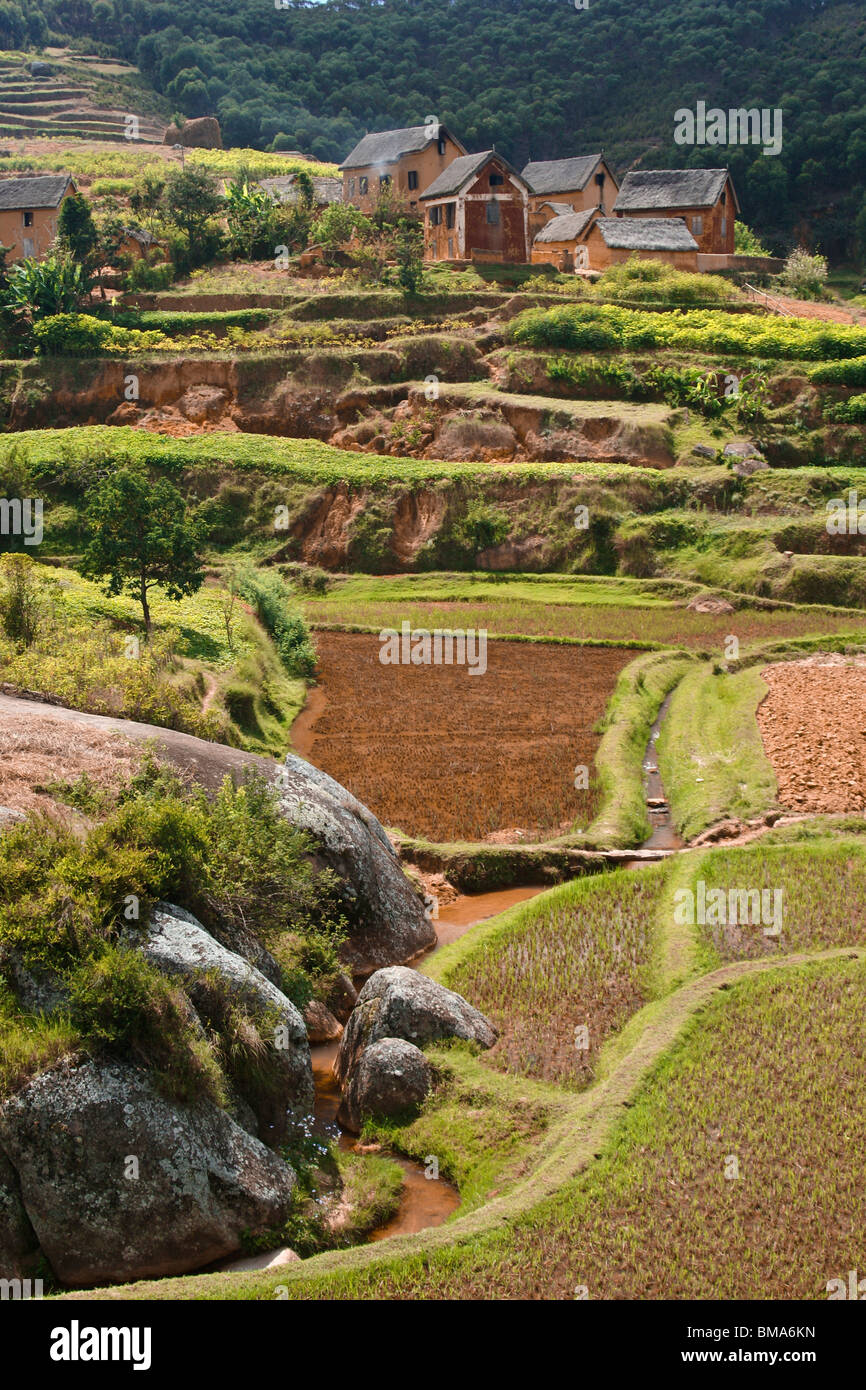 Betsileo rice hi-res stock photography and images - Alamy