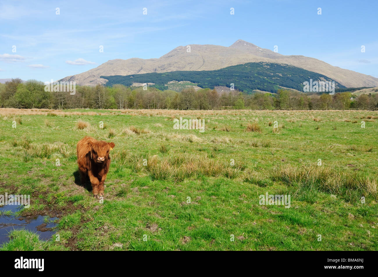 Ben cow hi-res stock photography and images - Alamy