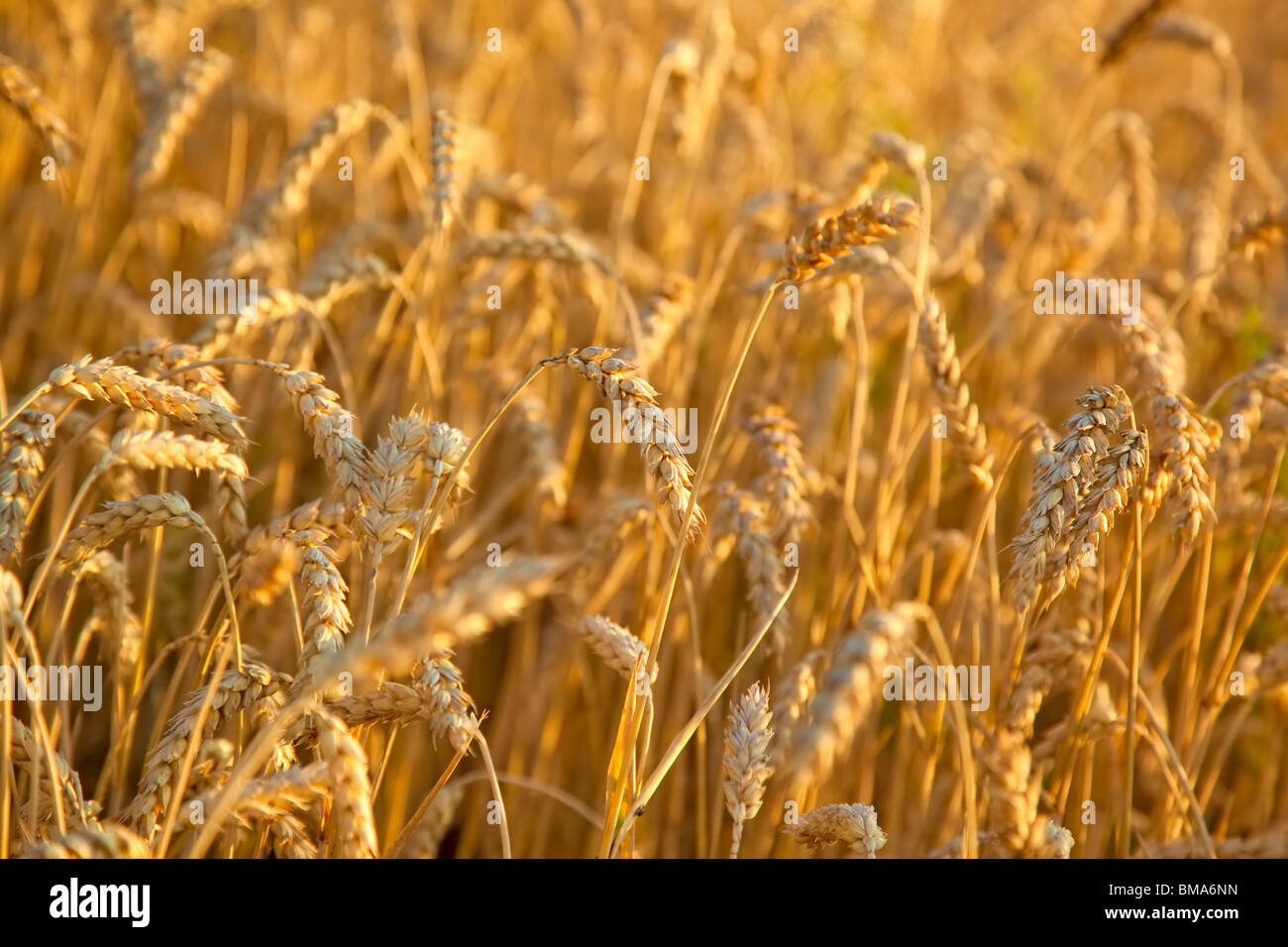 Red wheat ear hi-res stock photography and images - Alamy