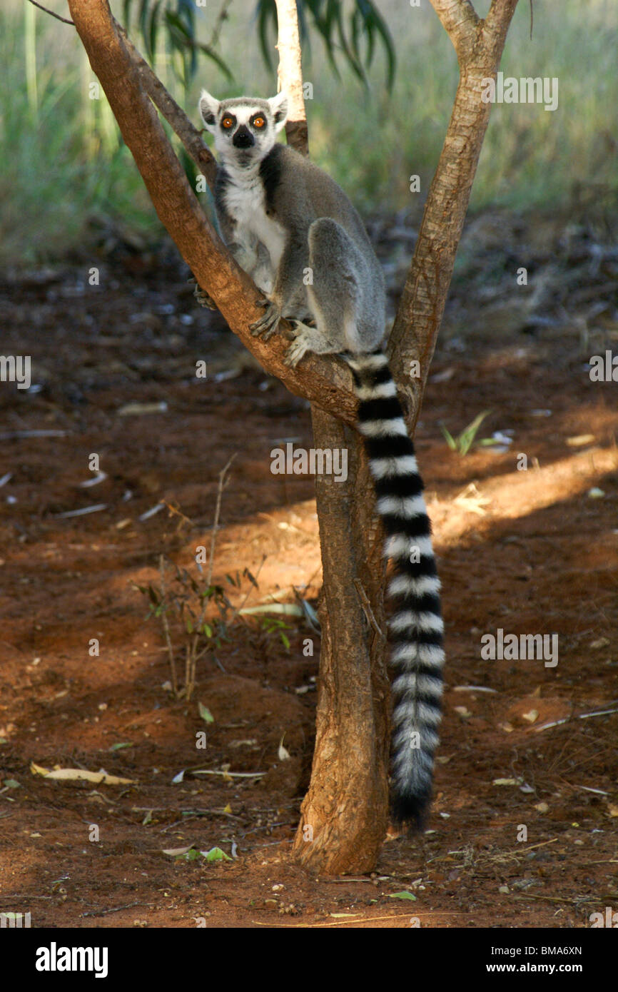 Ring-tailed lemur, Madagascar Stock Photo - Alamy