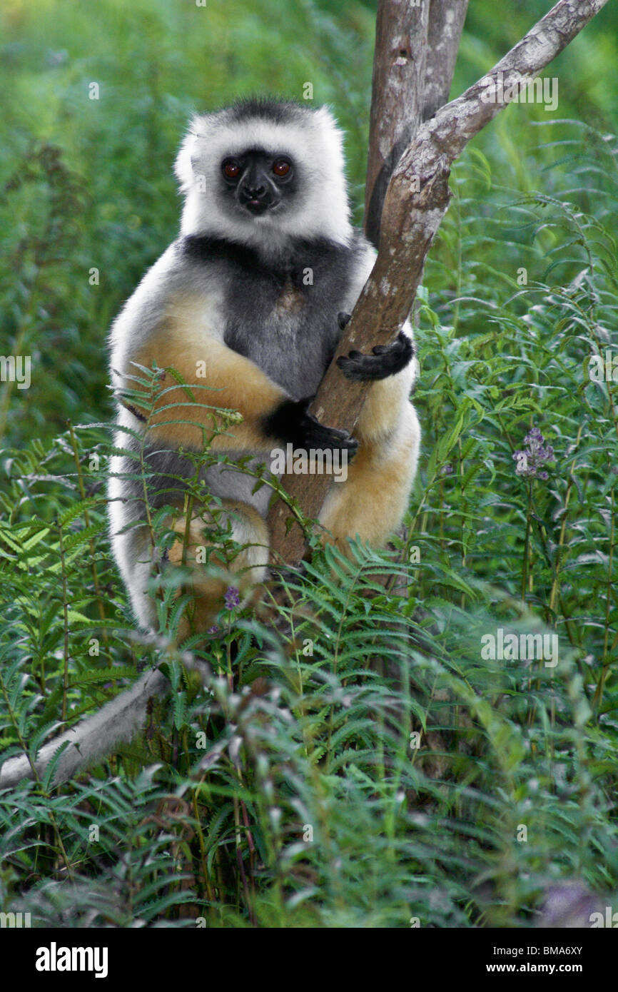 Diademed sifaka, Lemurs Island, Andasibe, Madagascar Stock Photo - Alamy