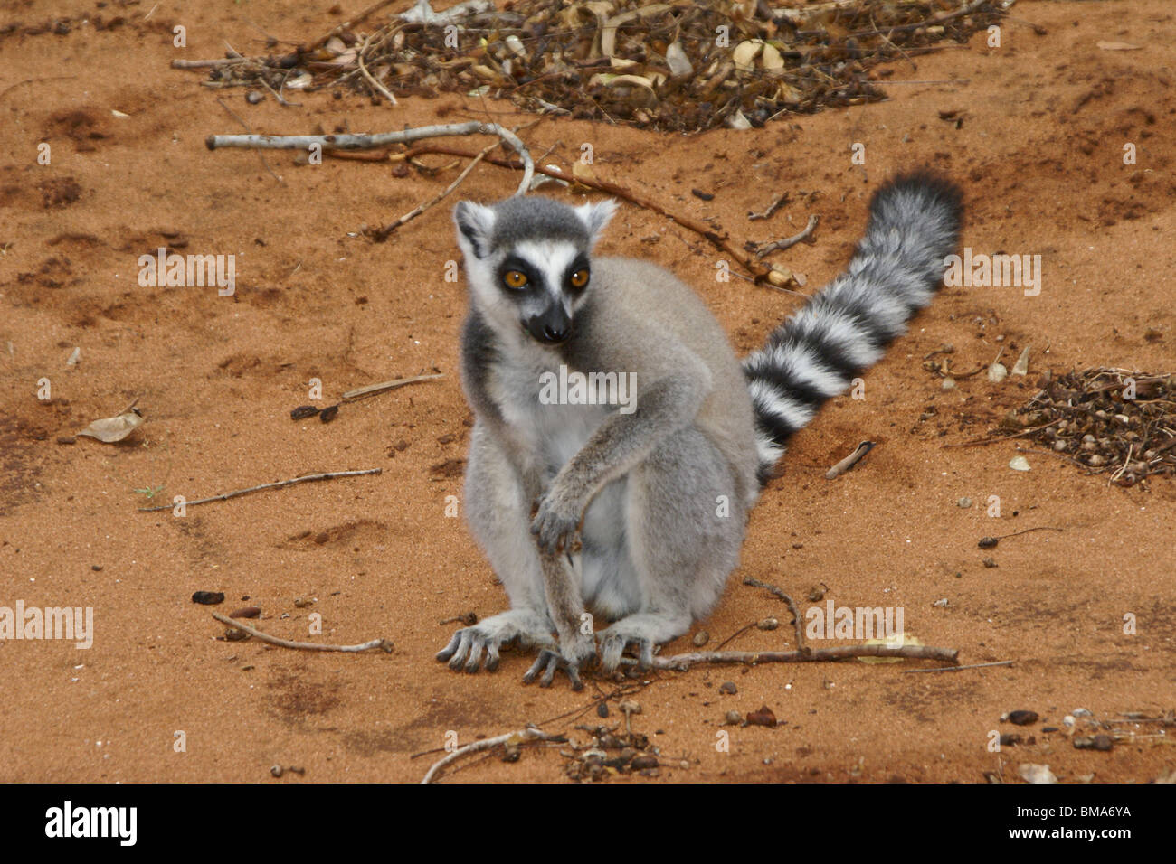 Ring-tailed lemur, Madagascar Stock Photo - Alamy