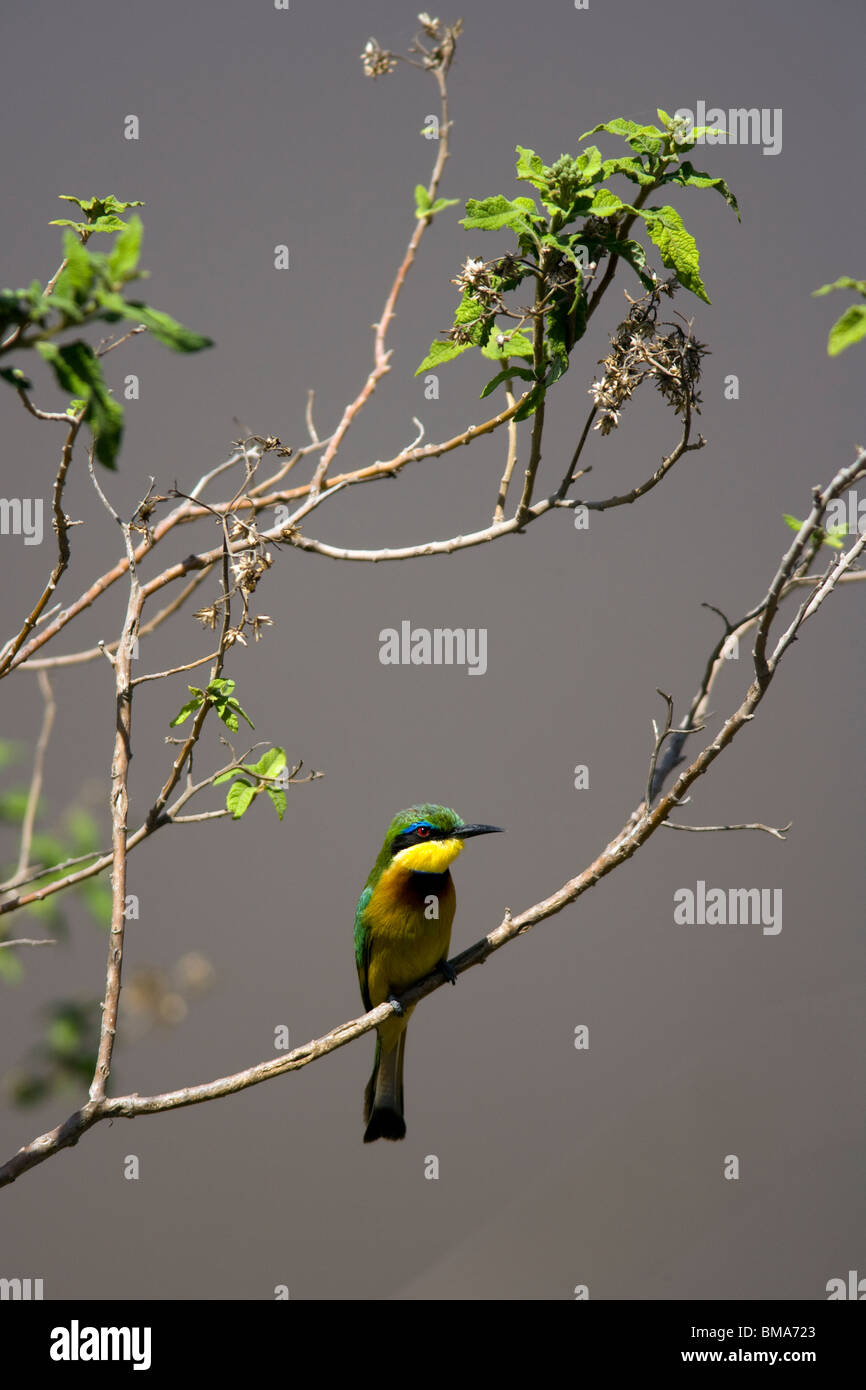 Little Bee-eater - Masai Mara National Reserve, Kenya Stock Photo - Alamy