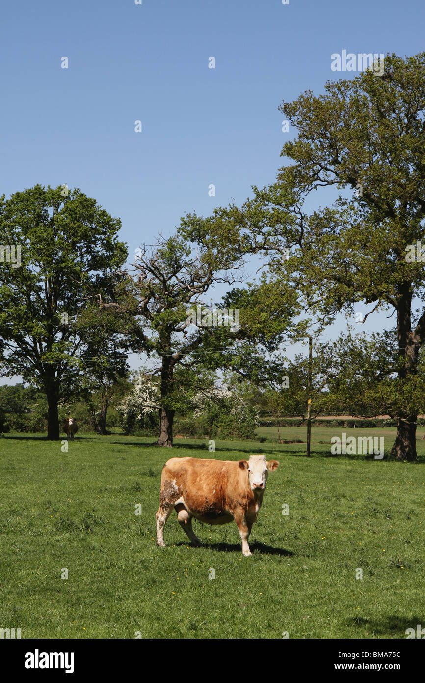Single cow hi-res stock photography and images - Alamy